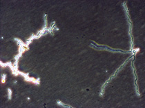 InCelligence - Bacteria-Yeast-Fungi